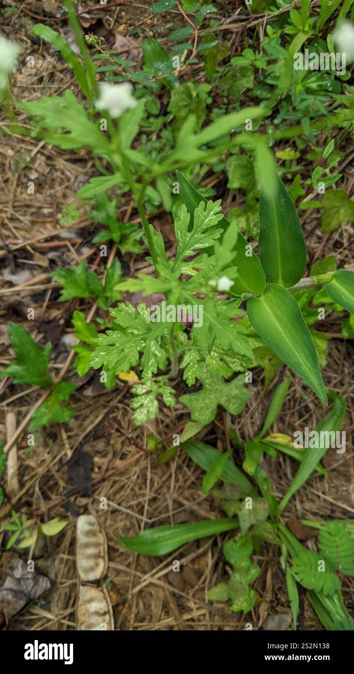 Santa Maria feverfew (Parthenium hysterophorus Stock Photo - Alamy