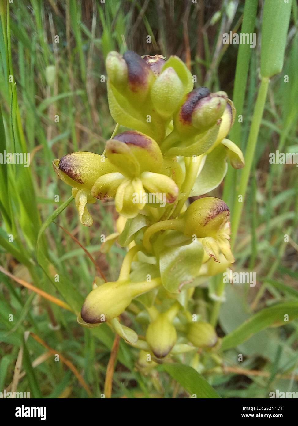 Satyrium orchid hi-res stock photography and images - Alamy