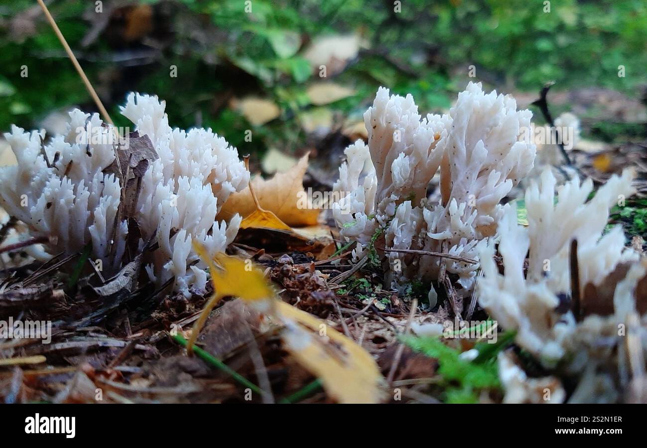 wrinkled club fungus (Clavulina rugosa Stock Photo - Alamy
