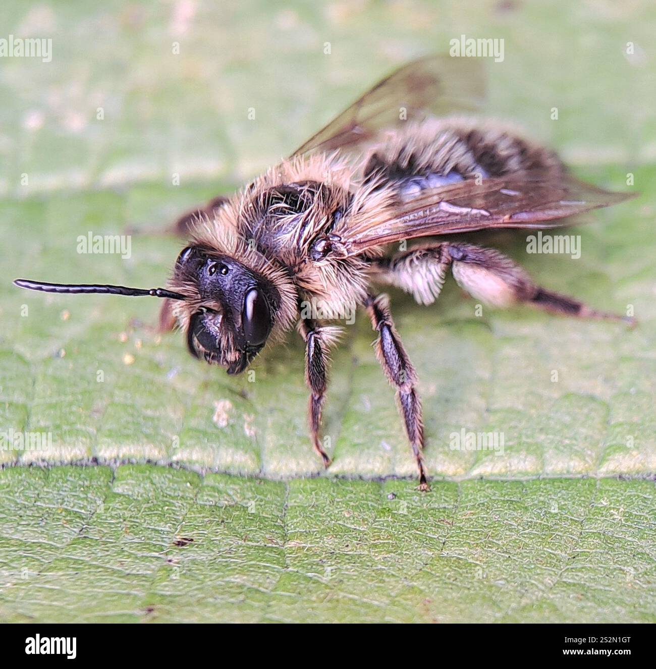 Mining Bees (Andrena Stock Photo - Alamy