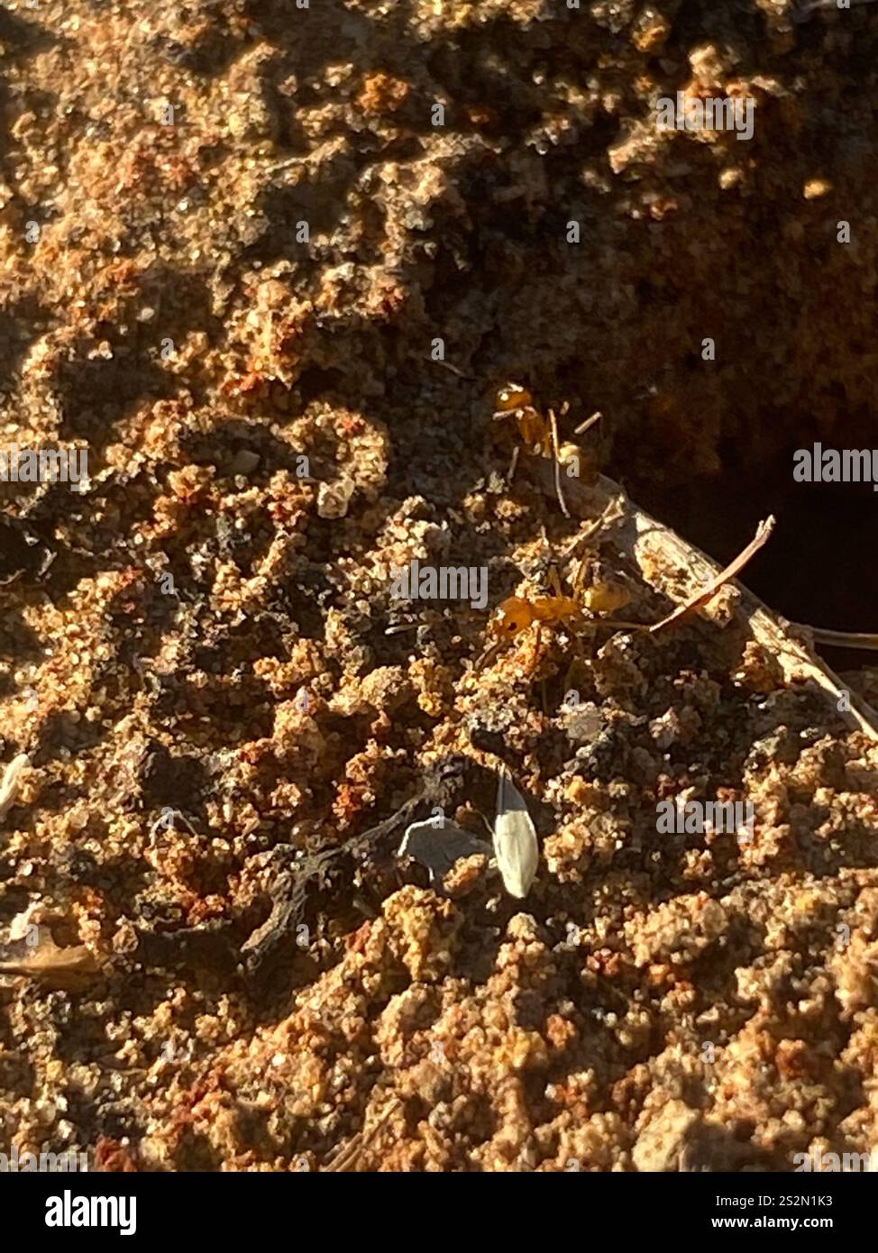 Yellow Pyramid Ant (Dorymyrmex flavus Stock Photo - Alamy