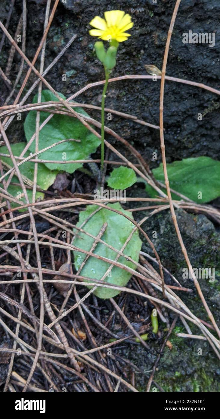 Oriental false hawksbeard (Youngia japonica Stock Photo - Alamy