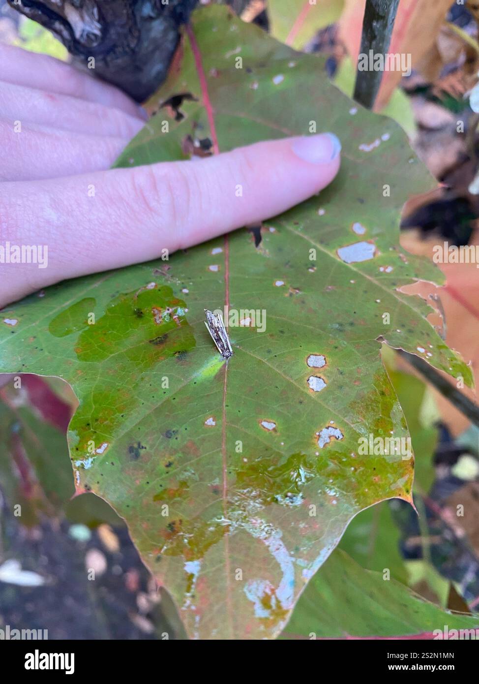Common Bagworm Moth (Psyche casta Stock Photo - Alamy