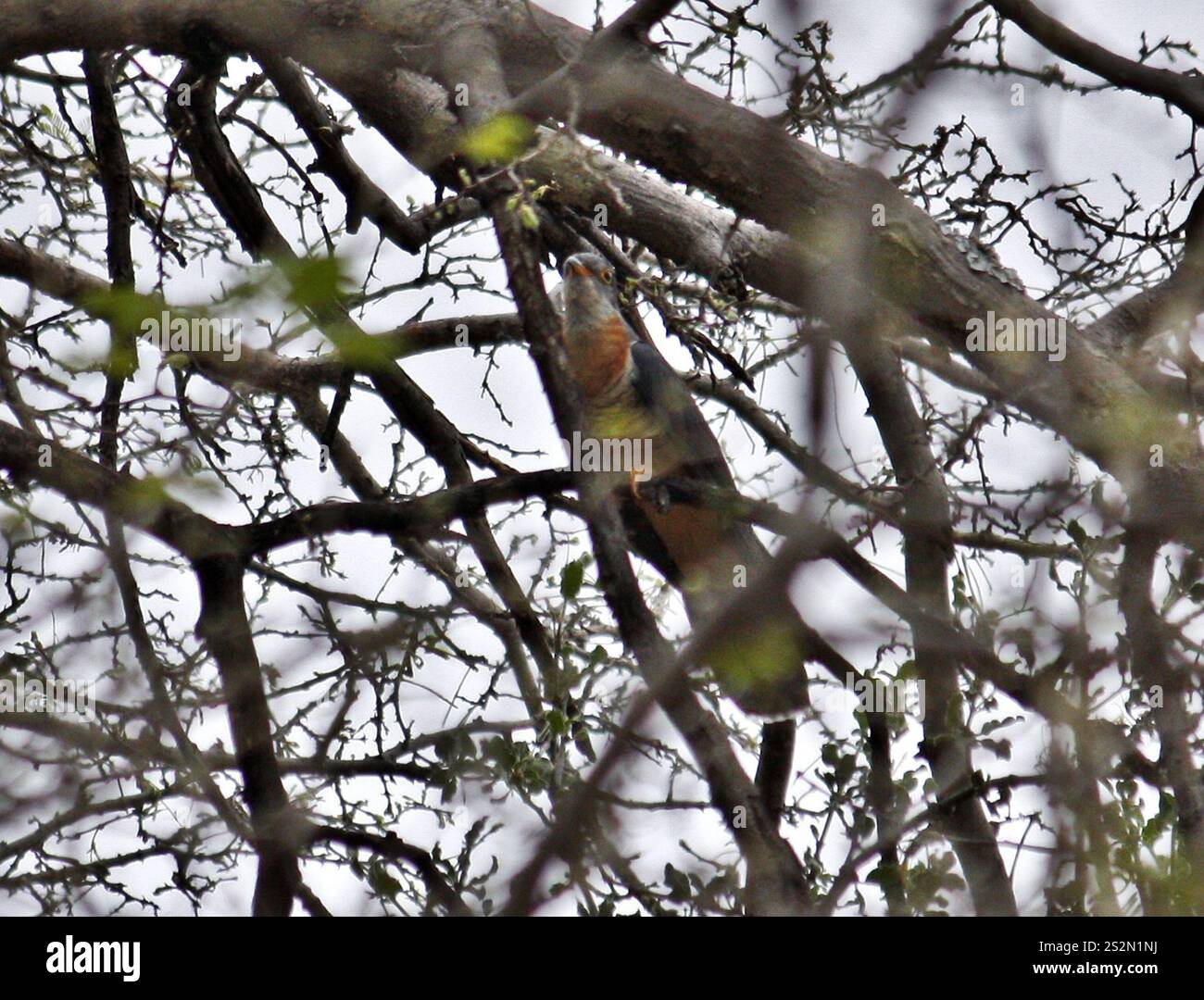 Red-chested Cuckoo (Cuculus solitarius Stock Photo - Alamy