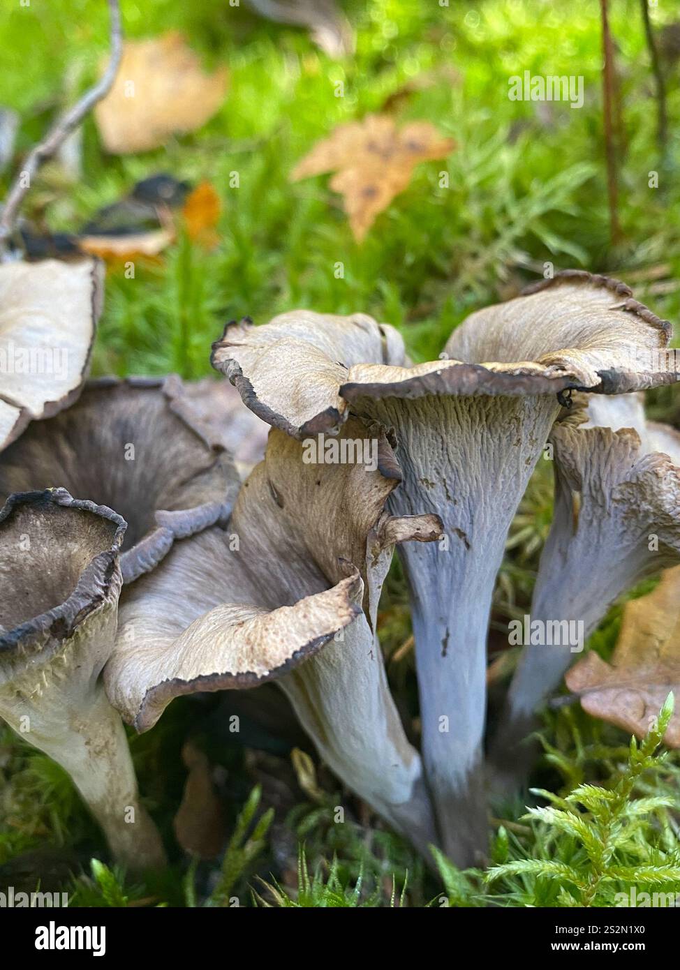 Eastern Black Trumpet (Craterellus fallax Stock Photo - Alamy