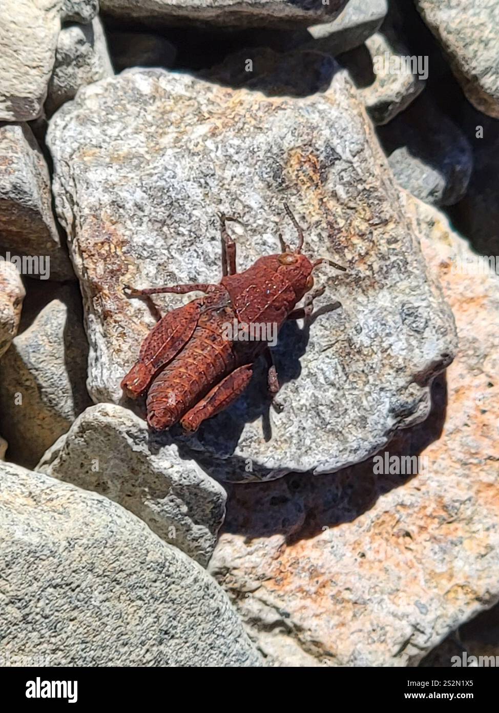 Short-horned Grasshoppers (Acrididae Stock Photo - Alamy