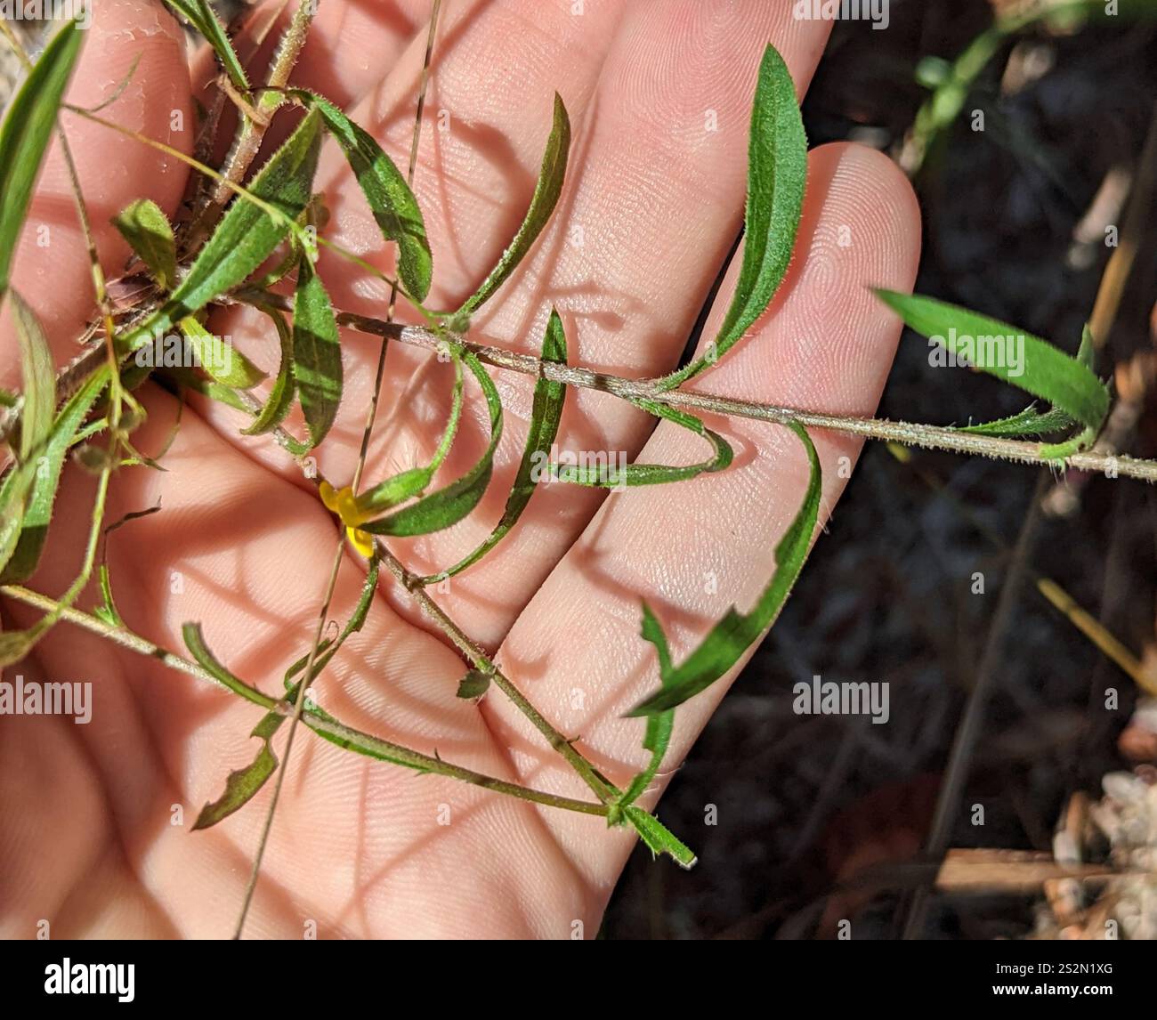 Slender Scratch Daisy (Croptilon divaricatum Stock Photo - Alamy
