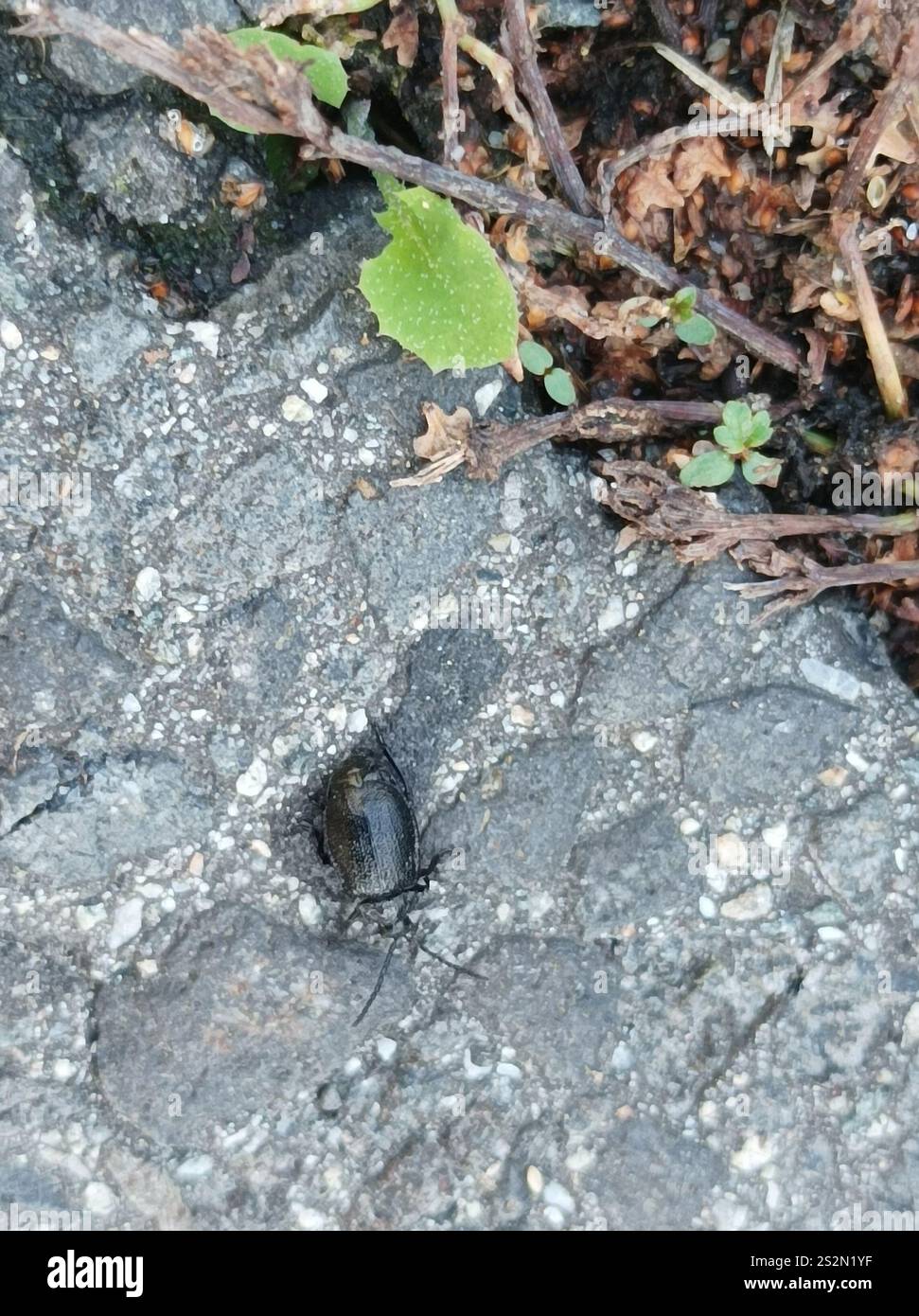 black-punctured leaf beetle (Galeruca tanaceti Stock Photo - Alamy