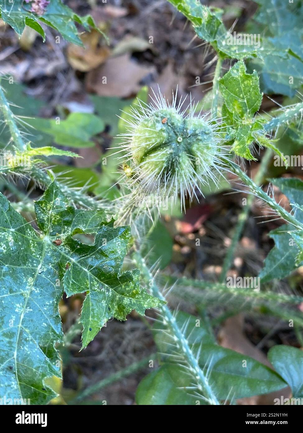 Texas Bull Nettle (Cnidoscolus texanus Stock Photo - Alamy