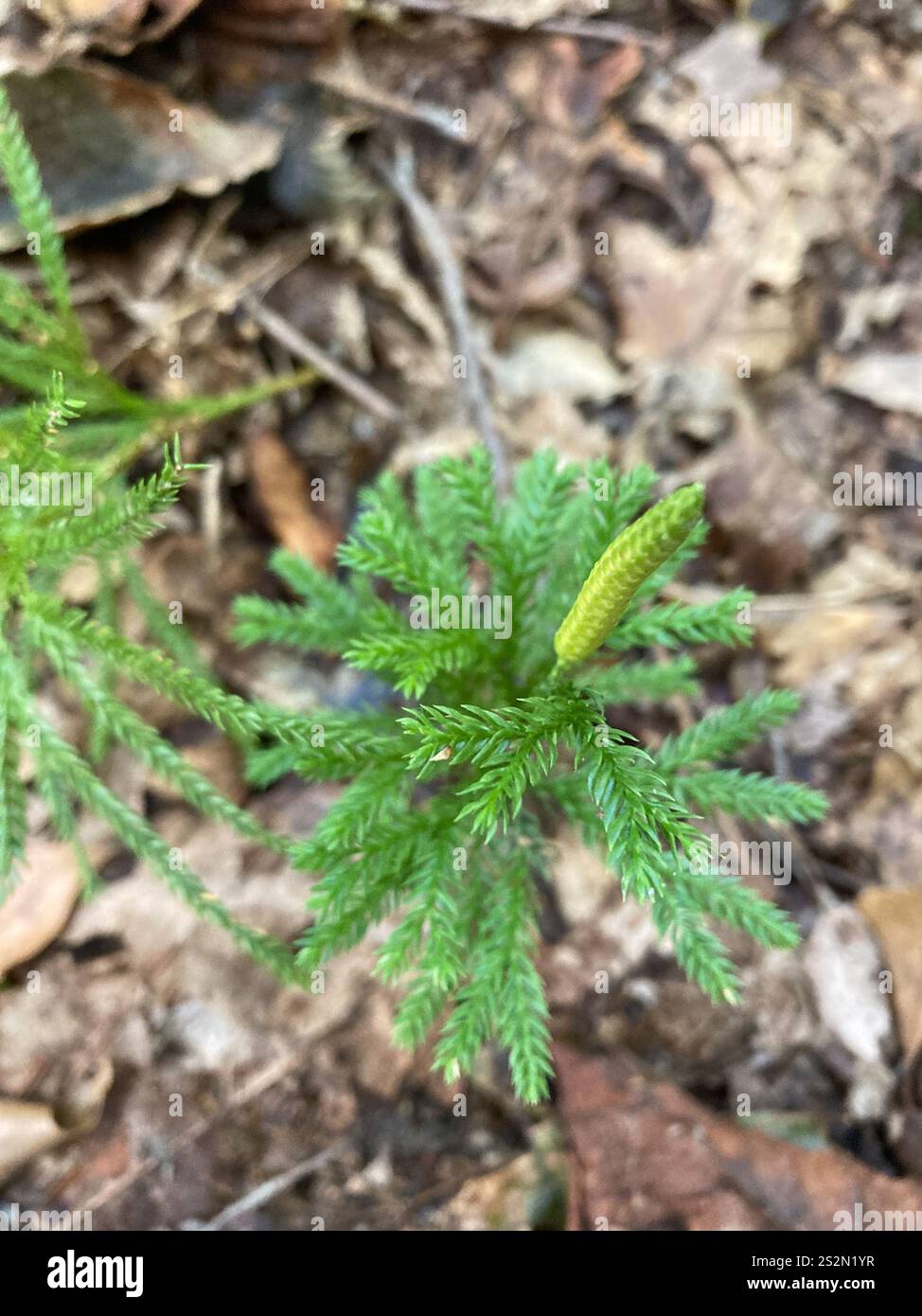Dendrolycopodium hi-res stock photography and images - Alamy