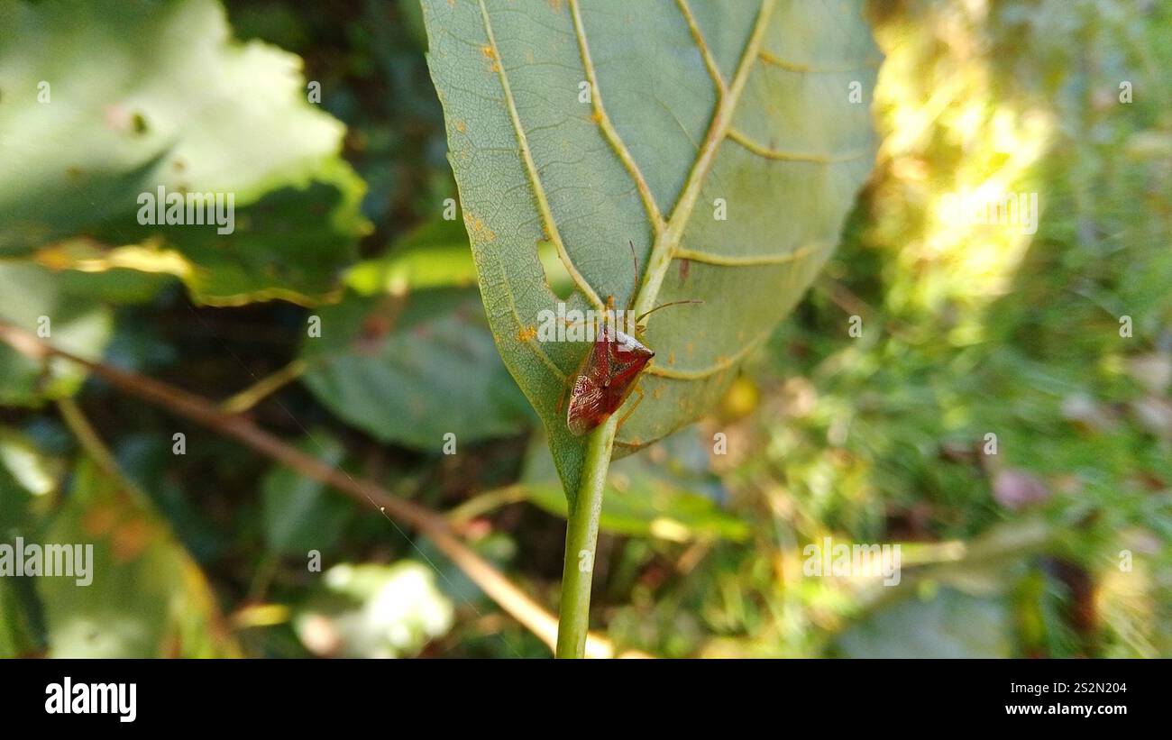 Birch Shield Bug (Elasmostethus interstinctus Stock Photo - Alamy