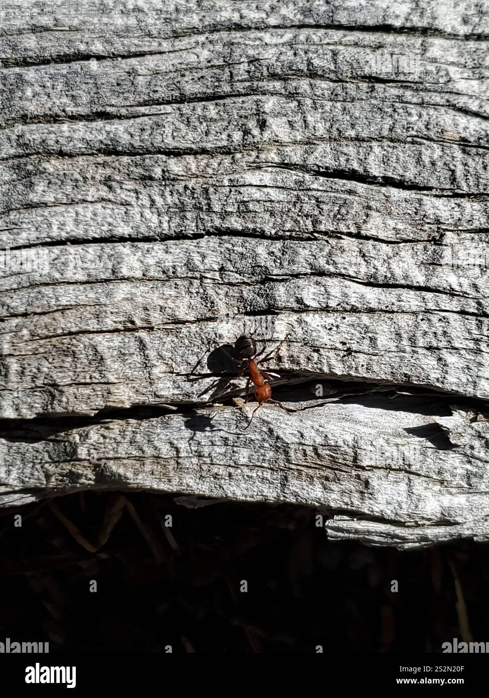 Wood, Mound, and Field Ants (Formica Stock Photo - Alamy