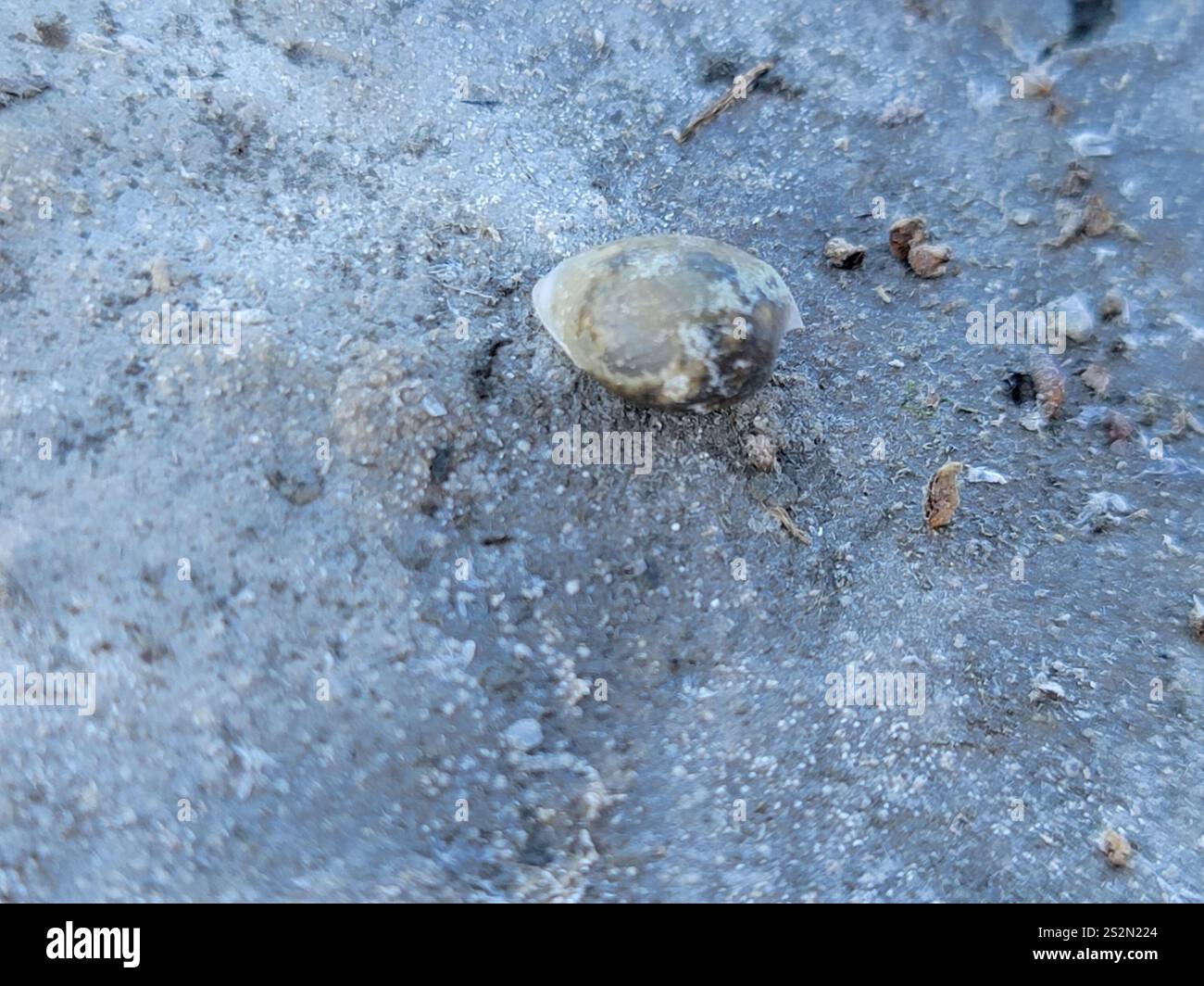 Japanese Bubble Snail (Haloa japonica Stock Photo - Alamy