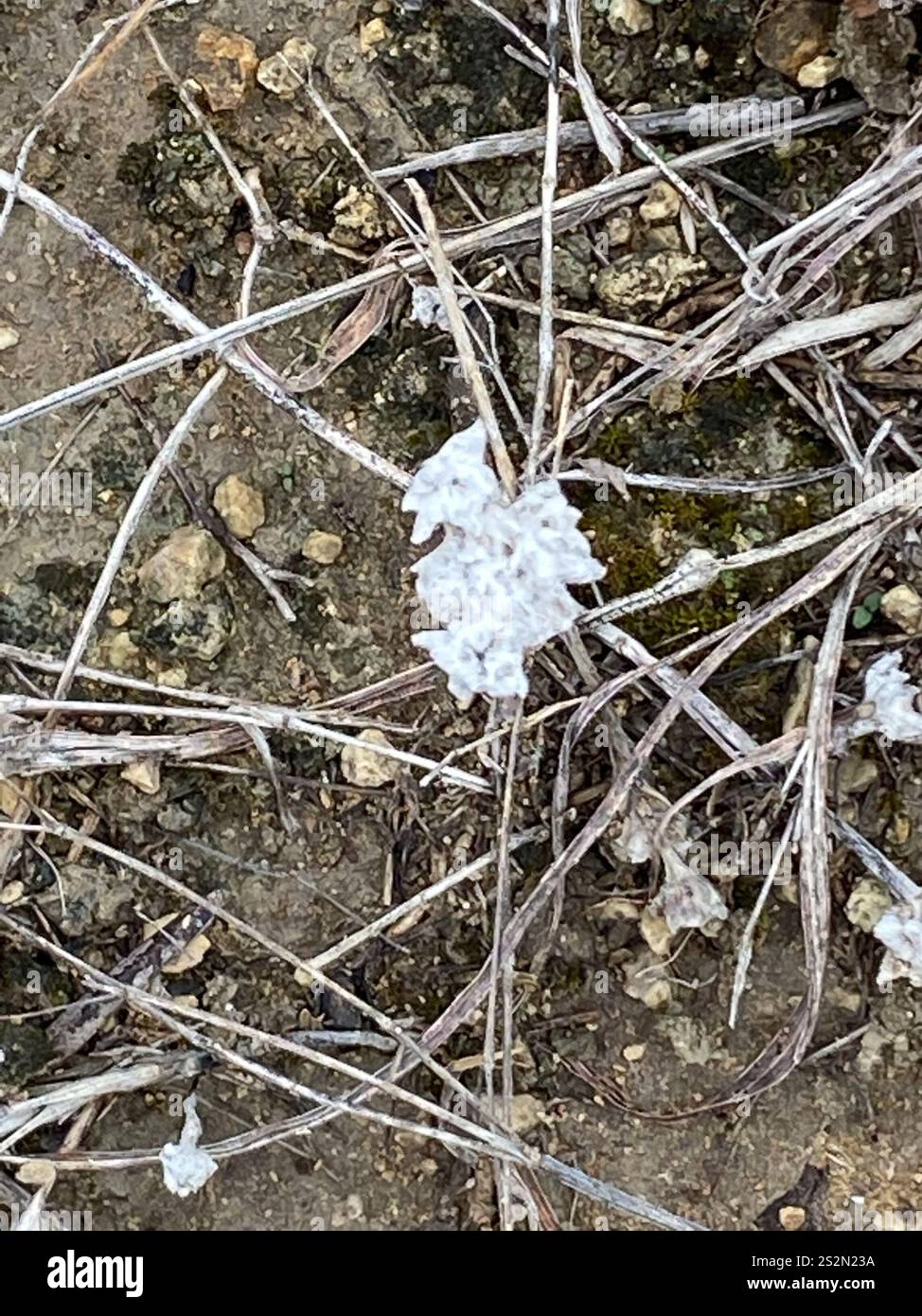 flathead rabbit tobacco (Diaperia prolifera Stock Photo - Alamy