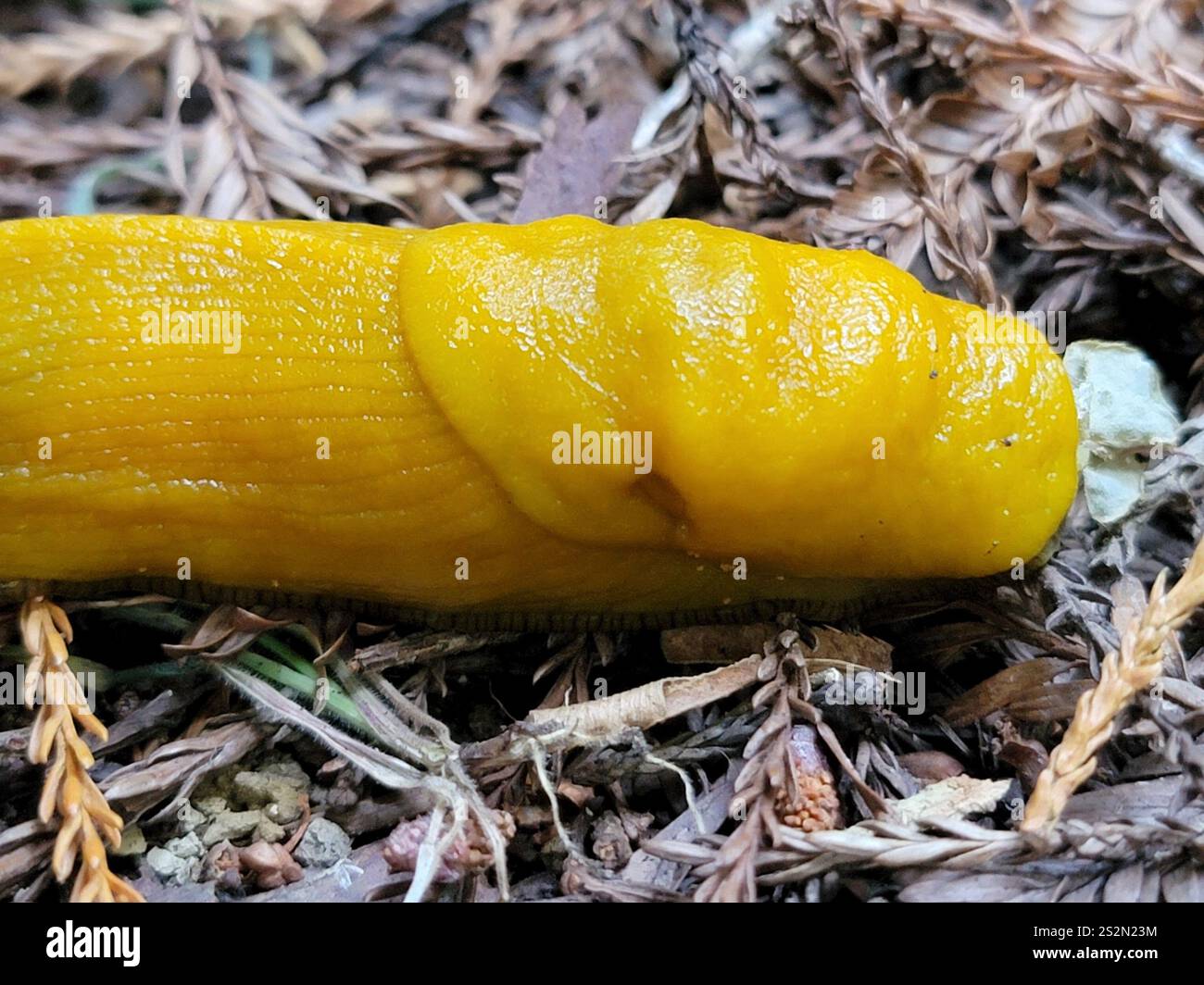 California Banana Slug (Ariolimax californicus Stock Photo - Alamy