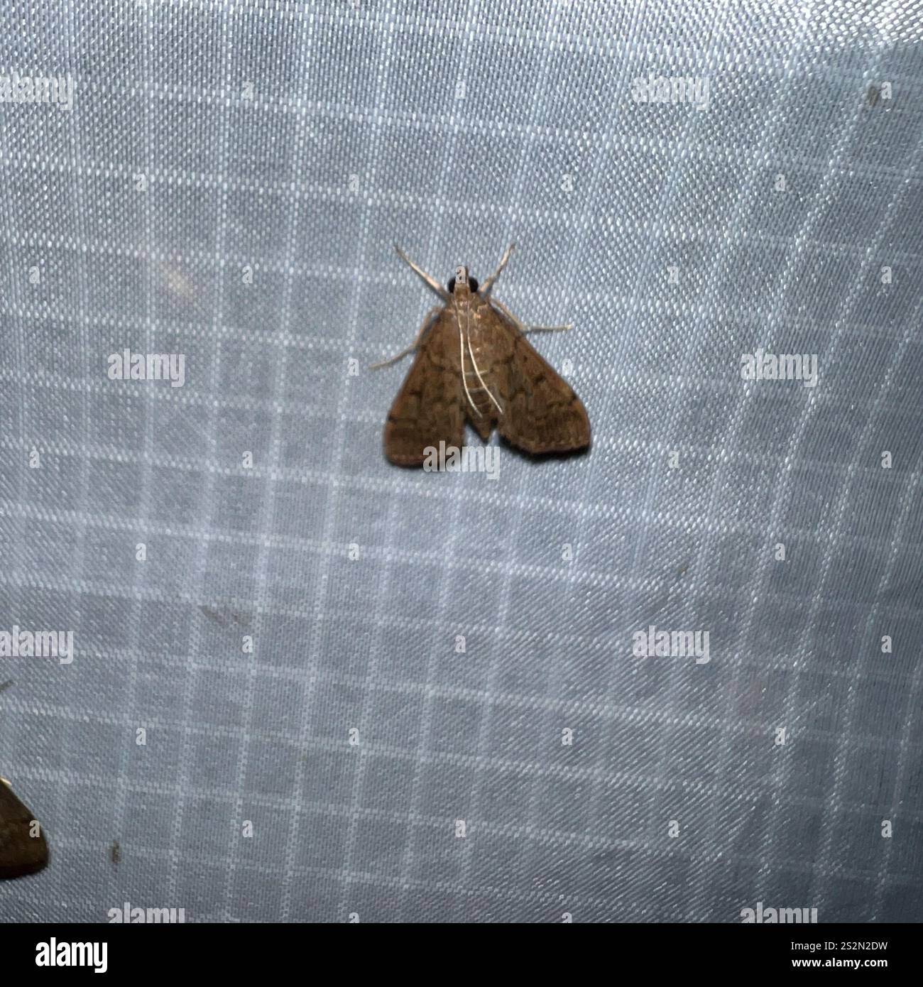 Dusky Herpetogramma Moth (Herpetogramma phaeopteralis Stock Photo - Alamy