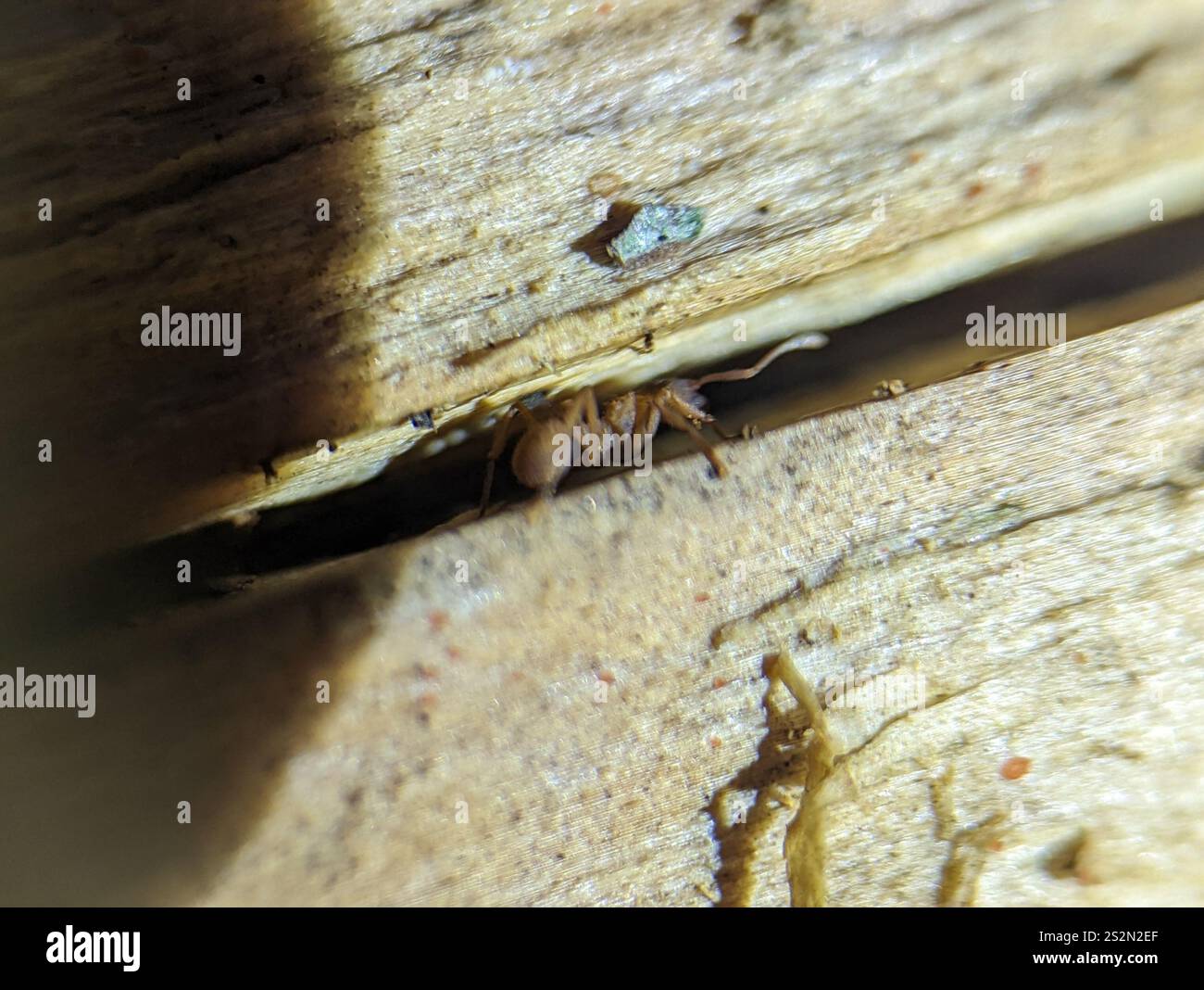 Northern Fungus-farming Ant (Trachymyrmex septentrionalis Stock Photo ...
