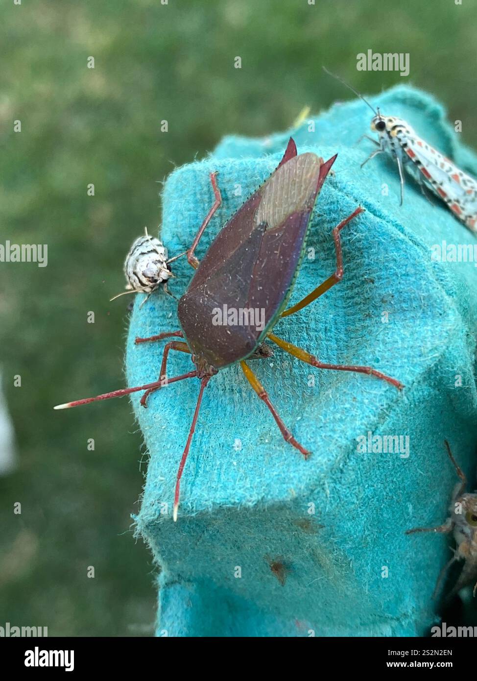 Lychee Stink Bug (Lyramorpha rosea Stock Photo - Alamy