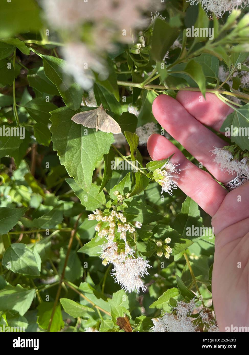 Four-spotted Palpita Moth (Palpita quadristigmalis Stock Photo - Alamy