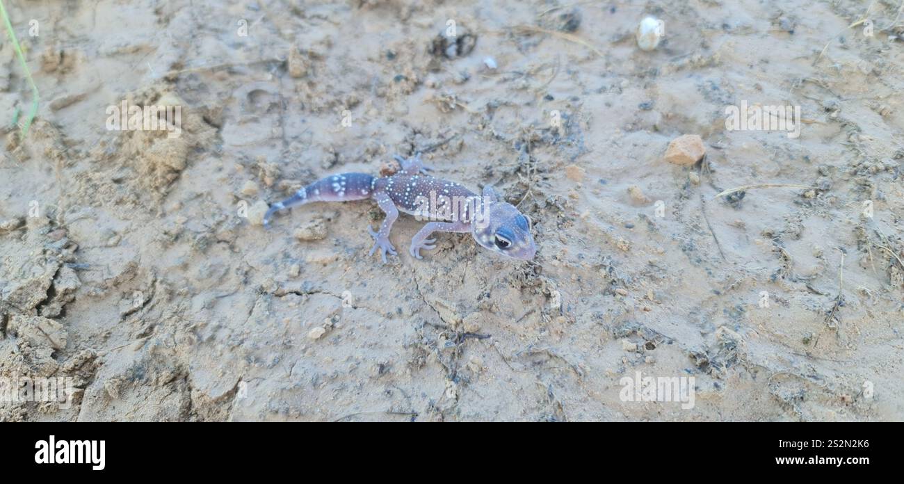 Thick-tailed Barking Gecko (Underwoodisaurus milii Stock Photo - Alamy