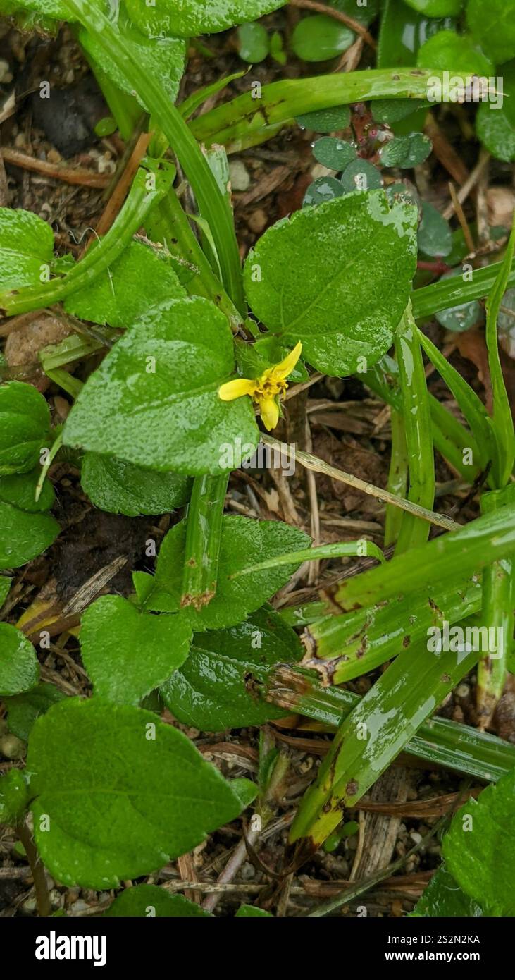 straggler daisy (Calyptocarpus vialis Stock Photo - Alamy