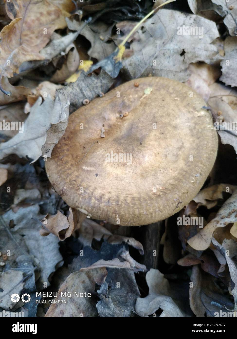 Brown Roll-Rim (Paxillus involutus Stock Photo - Alamy
