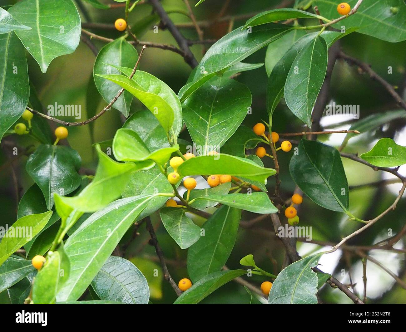King's Fig (Ficus ampelos Stock Photo - Alamy