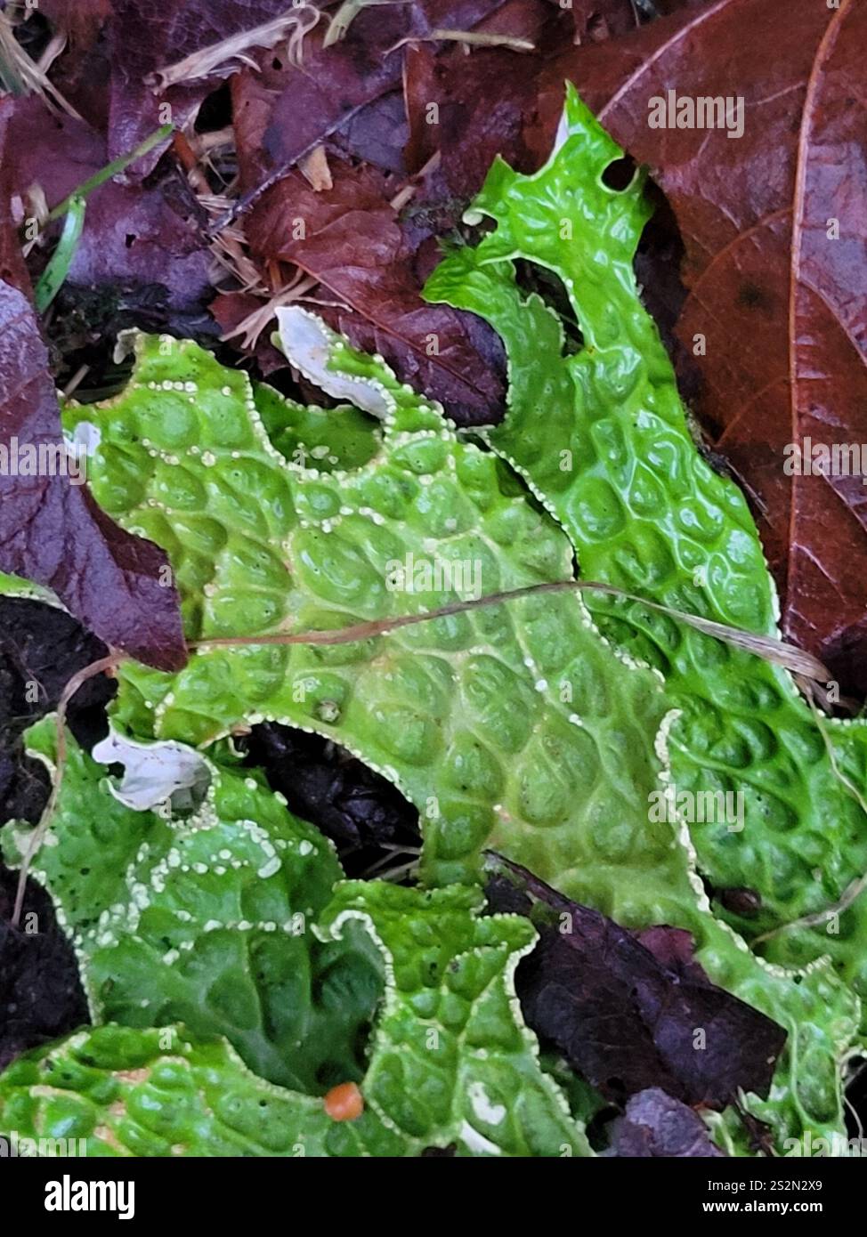 Tree Lungwort (Lobaria pulmonaria Stock Photo - Alamy