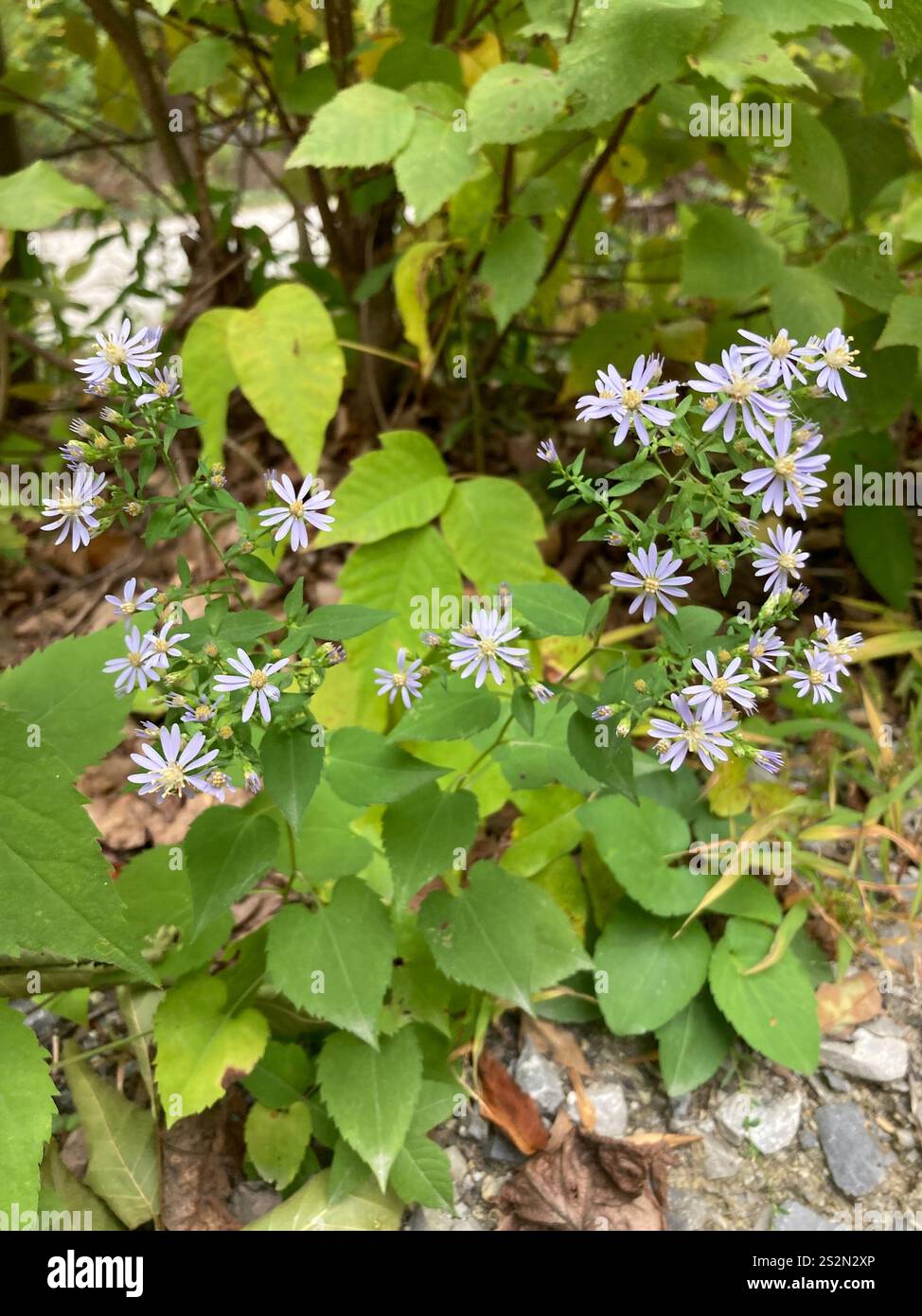 Common Blue Wood Aster (Symphyotrichum cordifolium Stock Photo - Alamy