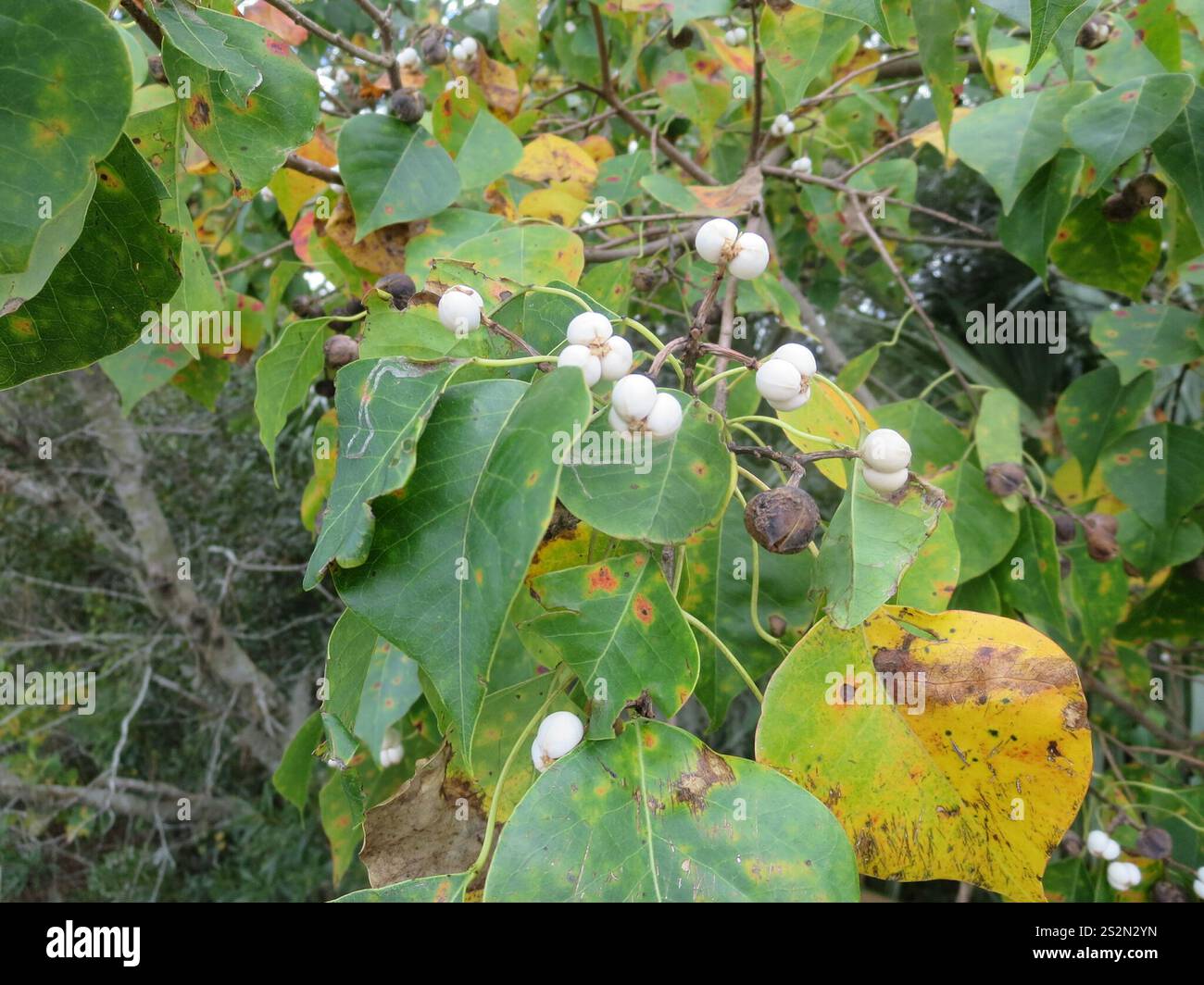 Chinese Tallow (Triadica sebifera Stock Photo - Alamy