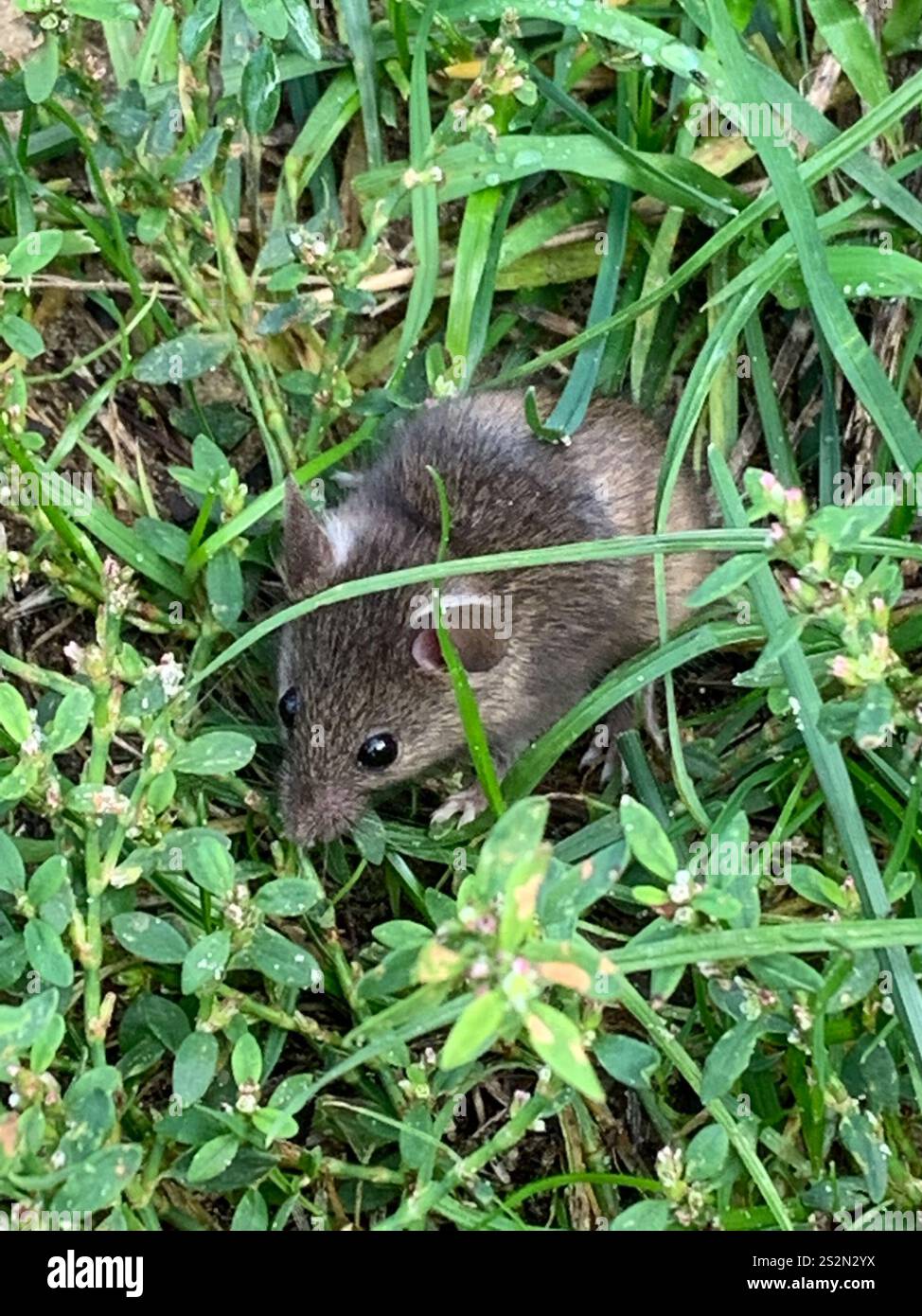 European Wood Mouse (Apodemus sylvaticus Stock Photo - Alamy
