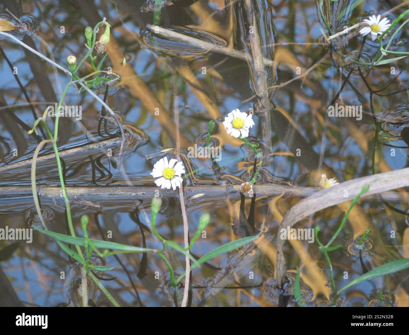 Perennial Saltmarsh Aster (Symphyotrichum tenuifolium Stock Photo - Alamy
