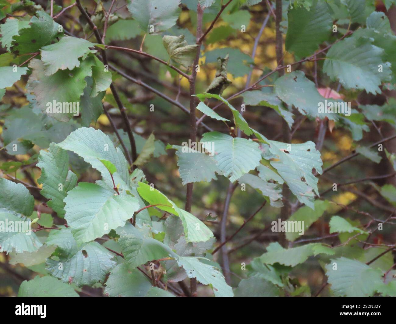 swamp alder (Alnus incana rugosa Stock Photo - Alamy