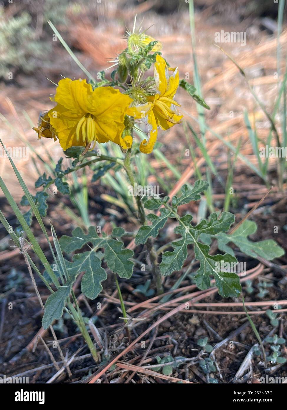 buffalo-bur (Solanum rostratum Stock Photo - Alamy