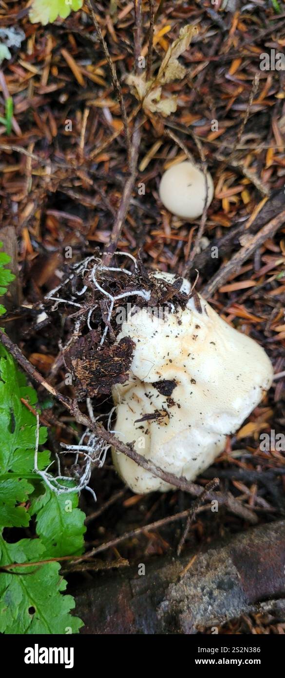 Pear-shaped Puffball (Apioperdon pyriforme Stock Photo - Alamy