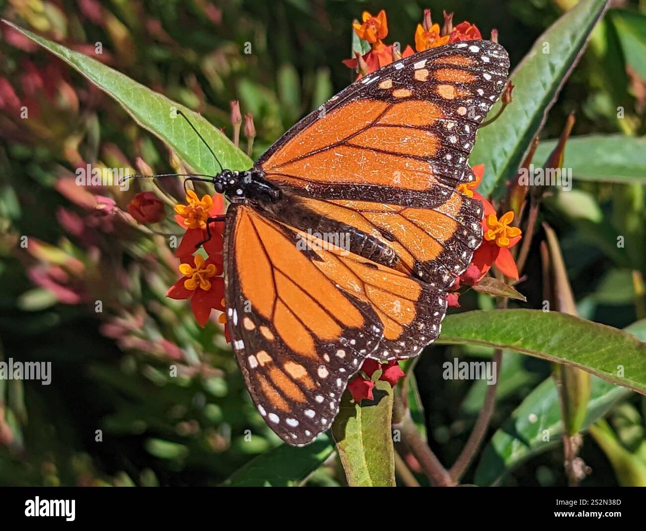 Monarch (Danaus plexippus Stock Photo - Alamy