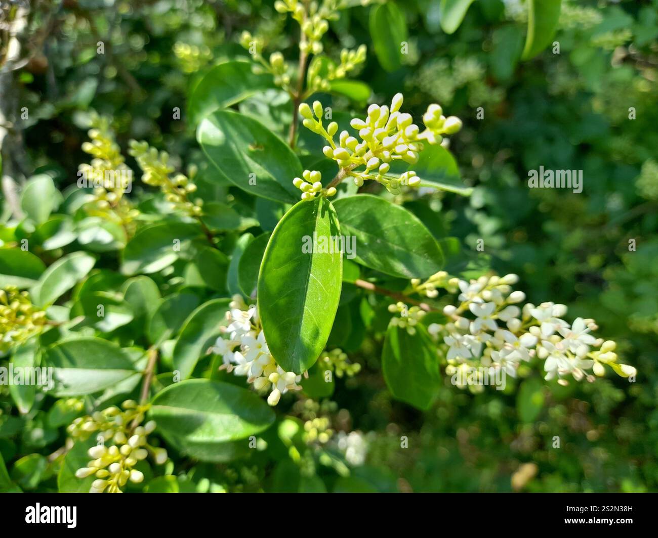 Chinese privet (Ligustrum sinense Stock Photo - Alamy