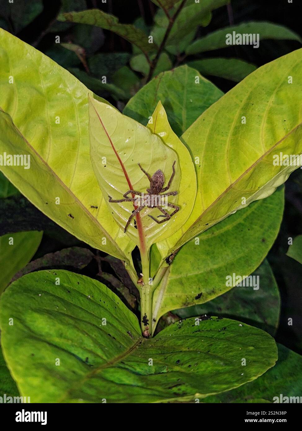 Pantropical Huntsman Spider (Heteropoda venatoria Stock Photo - Alamy