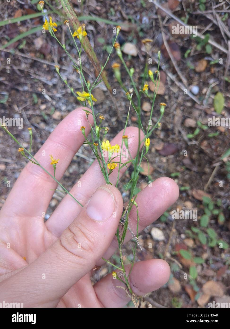 Texas Snakeweed (Gutierrezia texana Stock Photo - Alamy