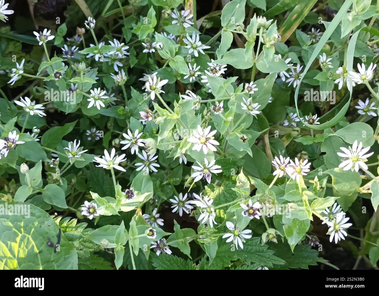 Chickweed Anther Smut (Microbotryum stellariae Stock Photo - Alamy