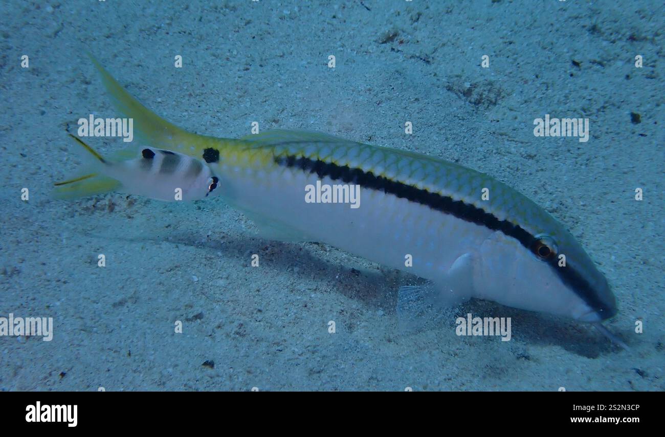 Red Sea Goatfish (Parupeneus forsskali Stock Photo - Alamy
