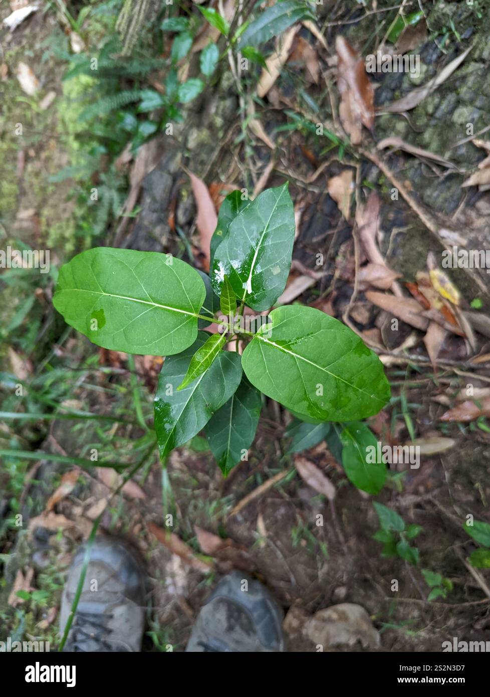 Common Milk Vine (Leichhardtia rostrata Stock Photo - Alamy