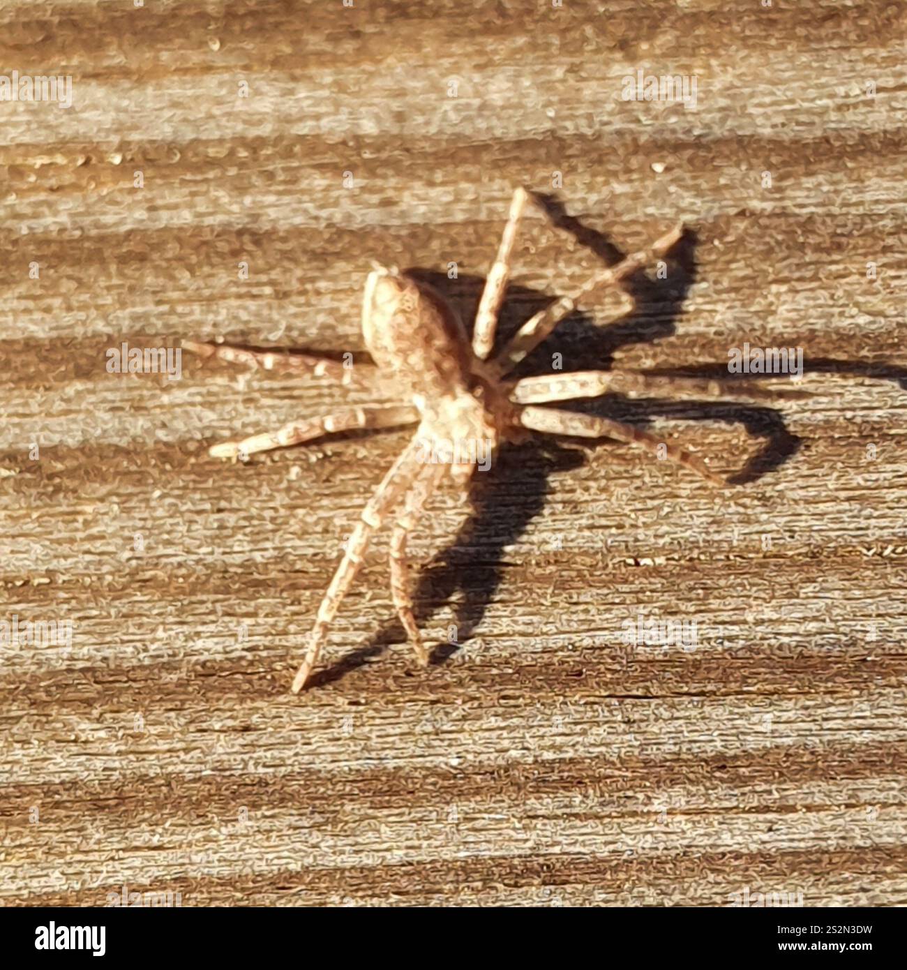 Running Crab Spiders (Philodromus Stock Photo - Alamy