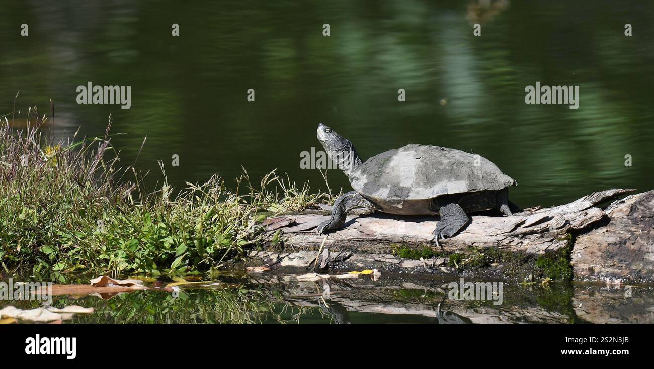 Northern Map Turtle (Graptemys geographica Stock Photo - Alamy
