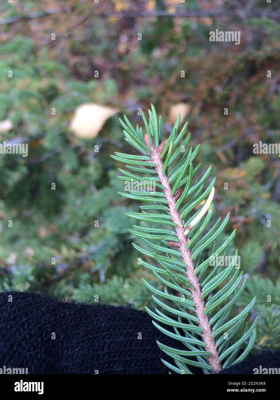 white spruce (Picea glauca Stock Photo - Alamy