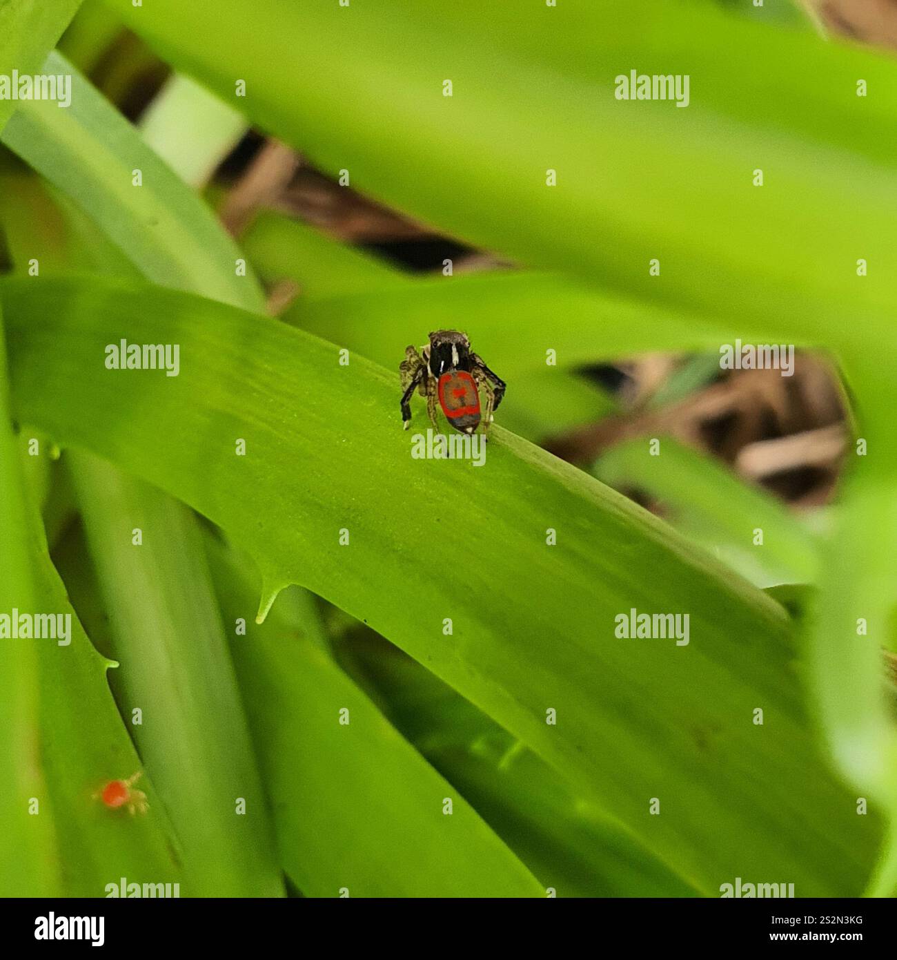 Common Peacock Spider (Maratus pavonis Stock Photo - Alamy
