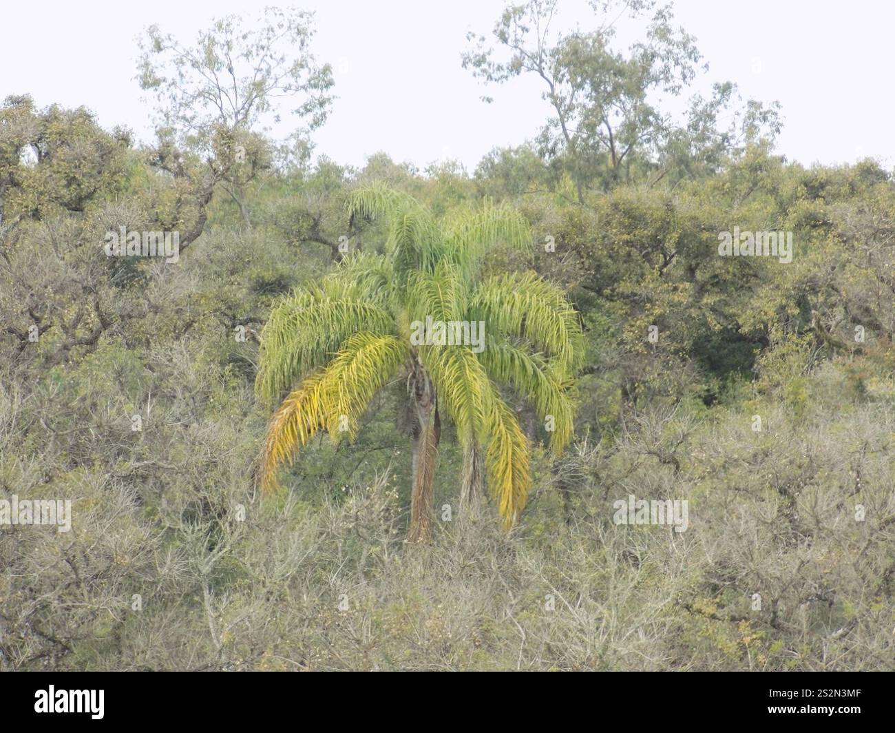 Queen palm (Syagrus romanzoffiana Stock Photo - Alamy