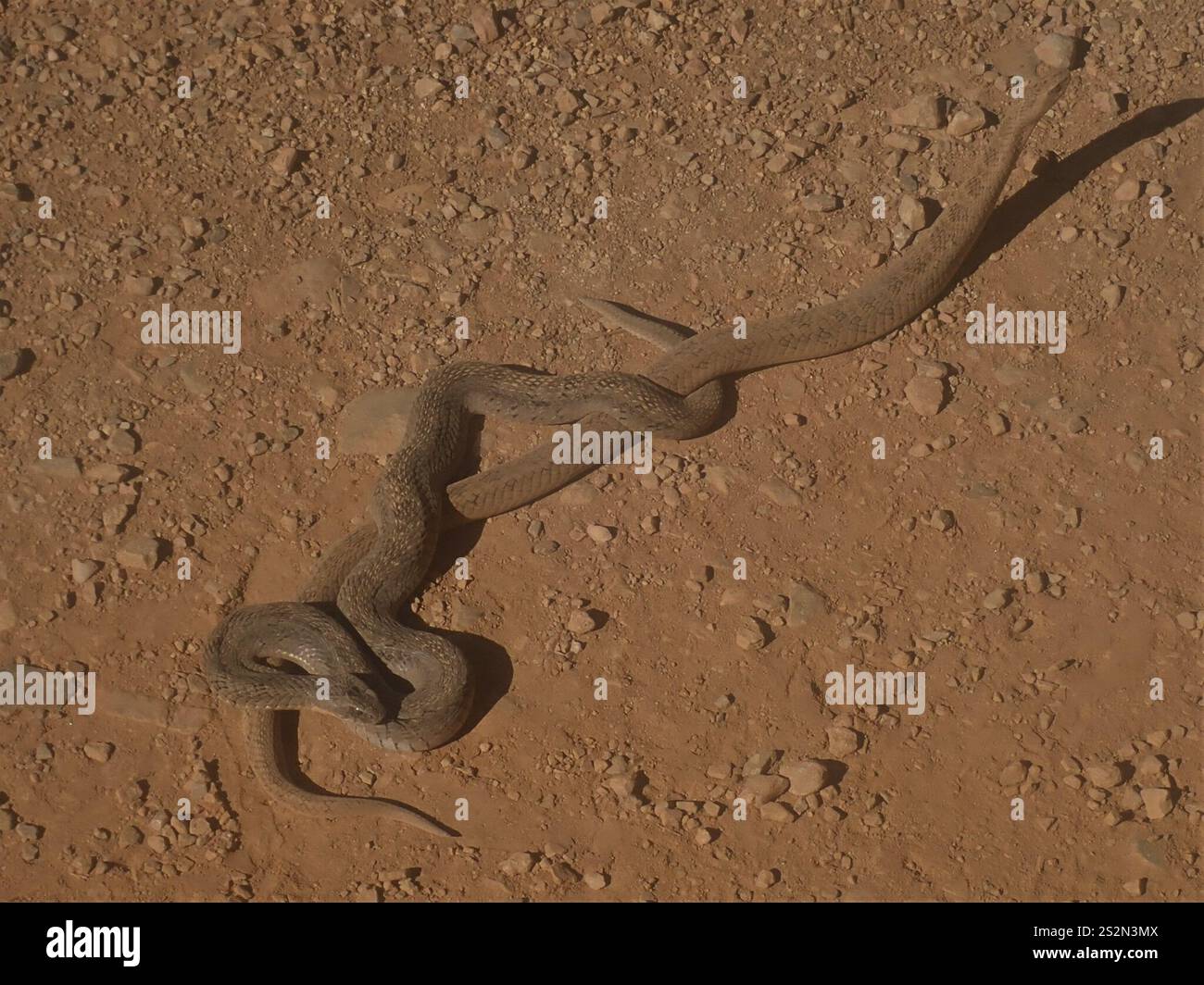 Rhombic Night Adder (Causus rhombeatus Stock Photo - Alamy