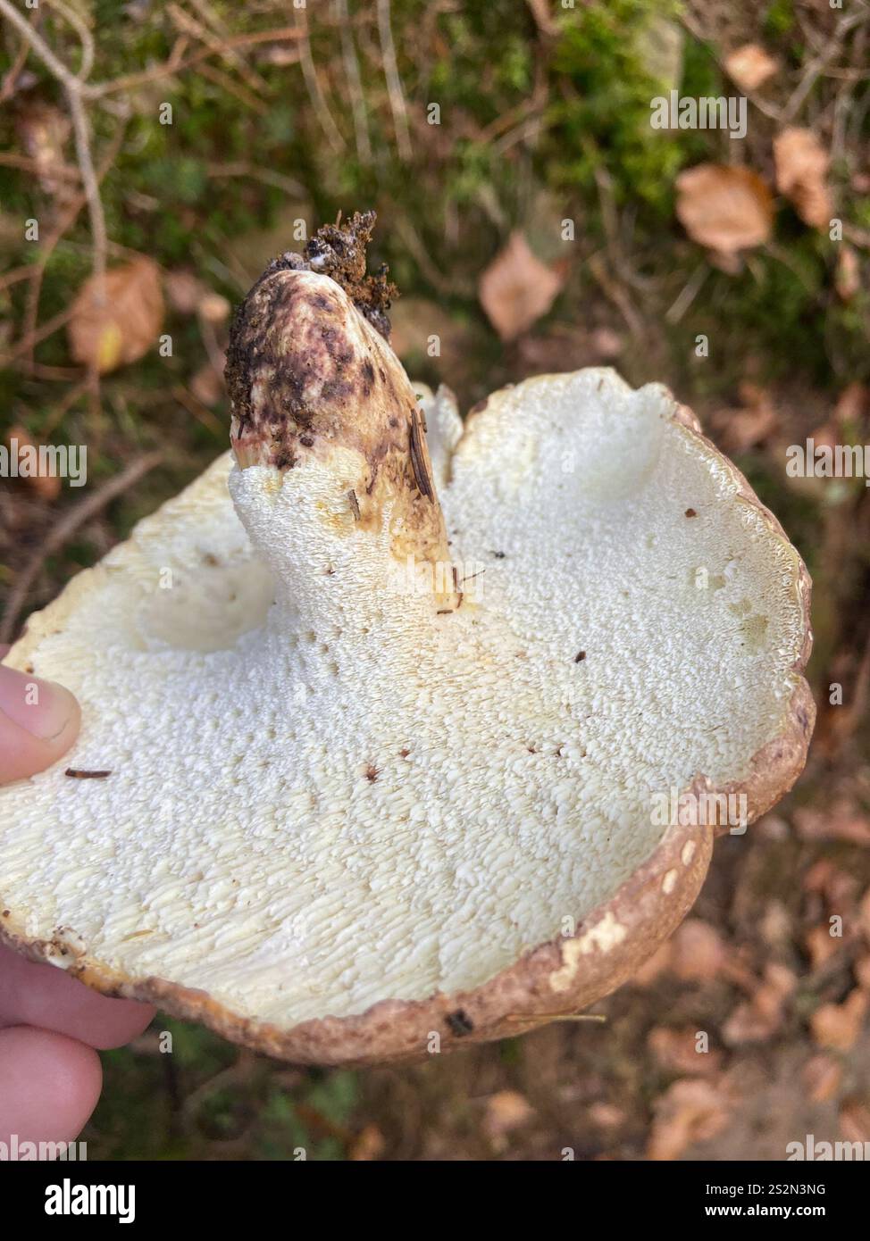Sheep Polypore (Albatrellus ovinus Stock Photo - Alamy