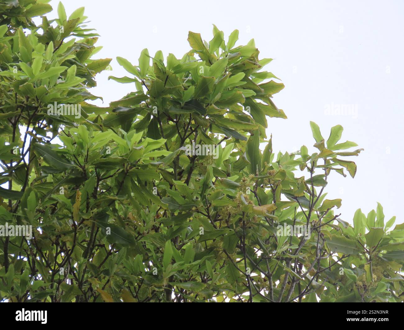 tarata (Pittosporum eugenioides Stock Photo - Alamy